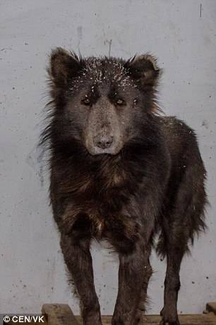 بالصور: كلب برأس دب | النهار