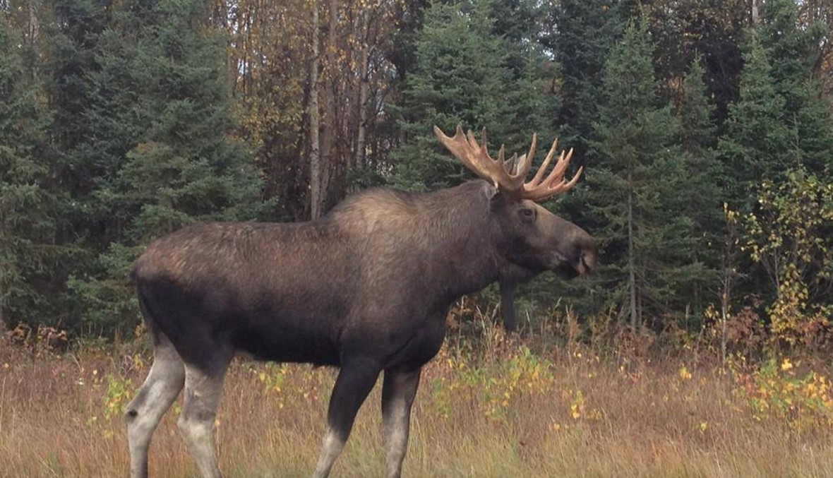 What’s the smell? Town residents find rotting moose parts | النهار