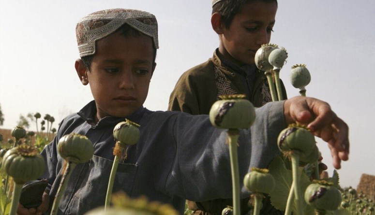 بعد 20 عاما من التدخل الأميركي... أفغانستان عادت المصدر الرئيسي ...